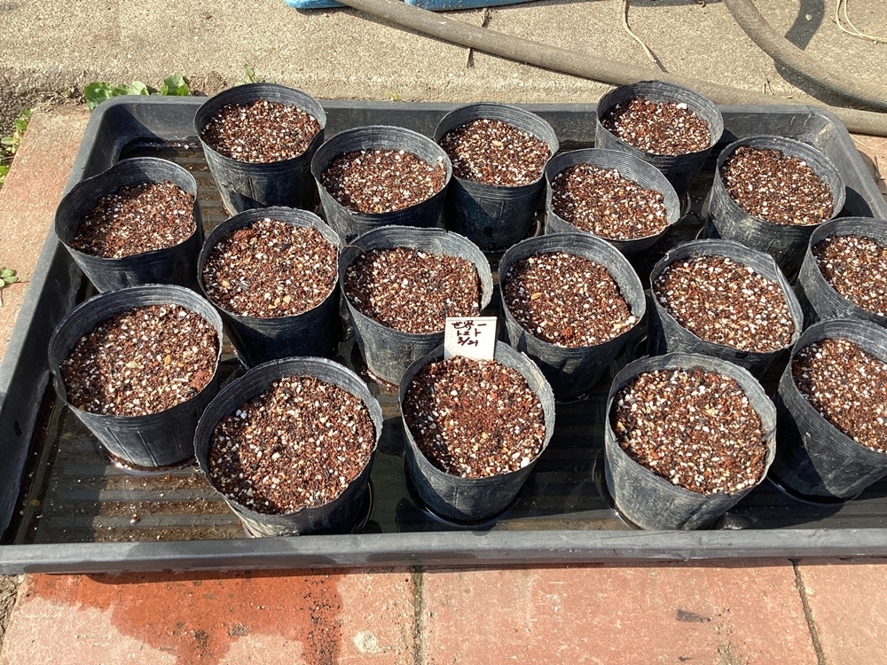 大玉トマトとネギの種まき: 今を楽しむ悠々Life Ⅲ